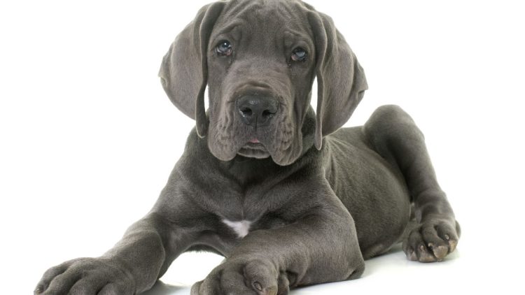 Dogue Alemão: O gigante gentil que pode ser o melhor amigo da sua ...