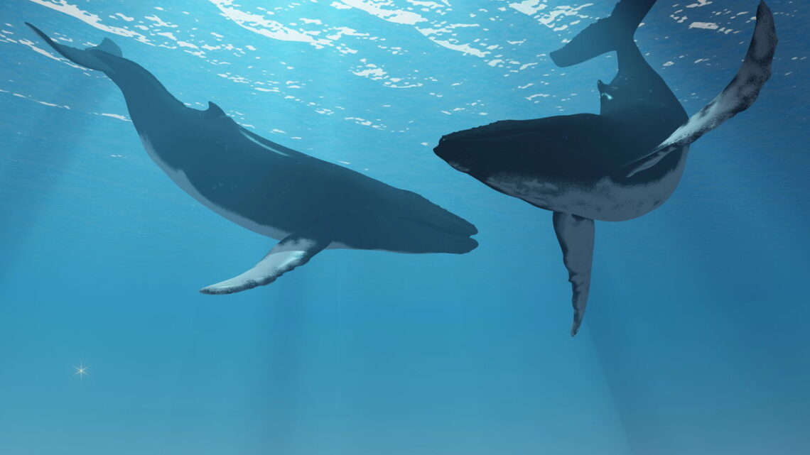 Baleia-azul: a espécie que além de dominar os oceanos é o maior animal ...