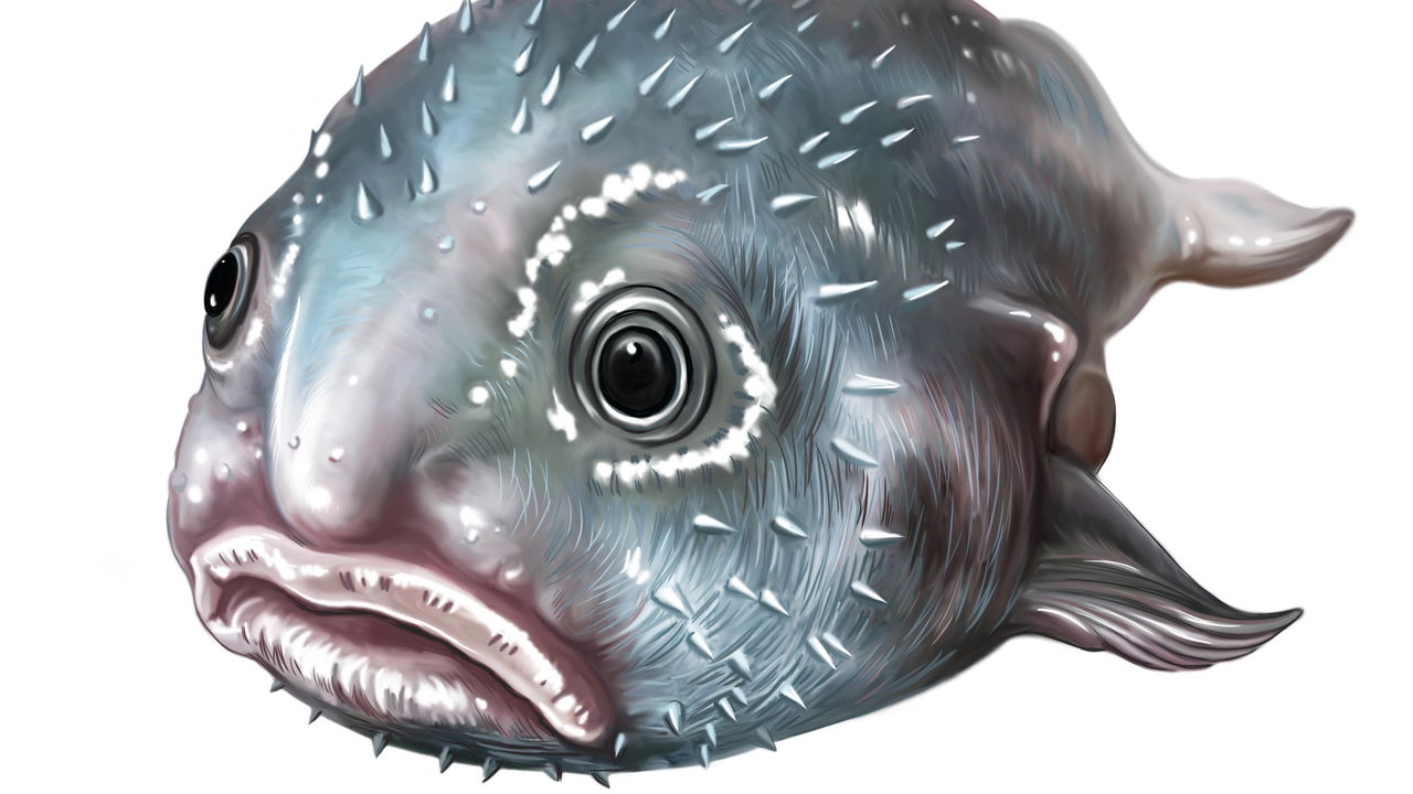 Curiosidades sobre o peixe mais feio do mundo: O peixe-bolha! - Comentei!
